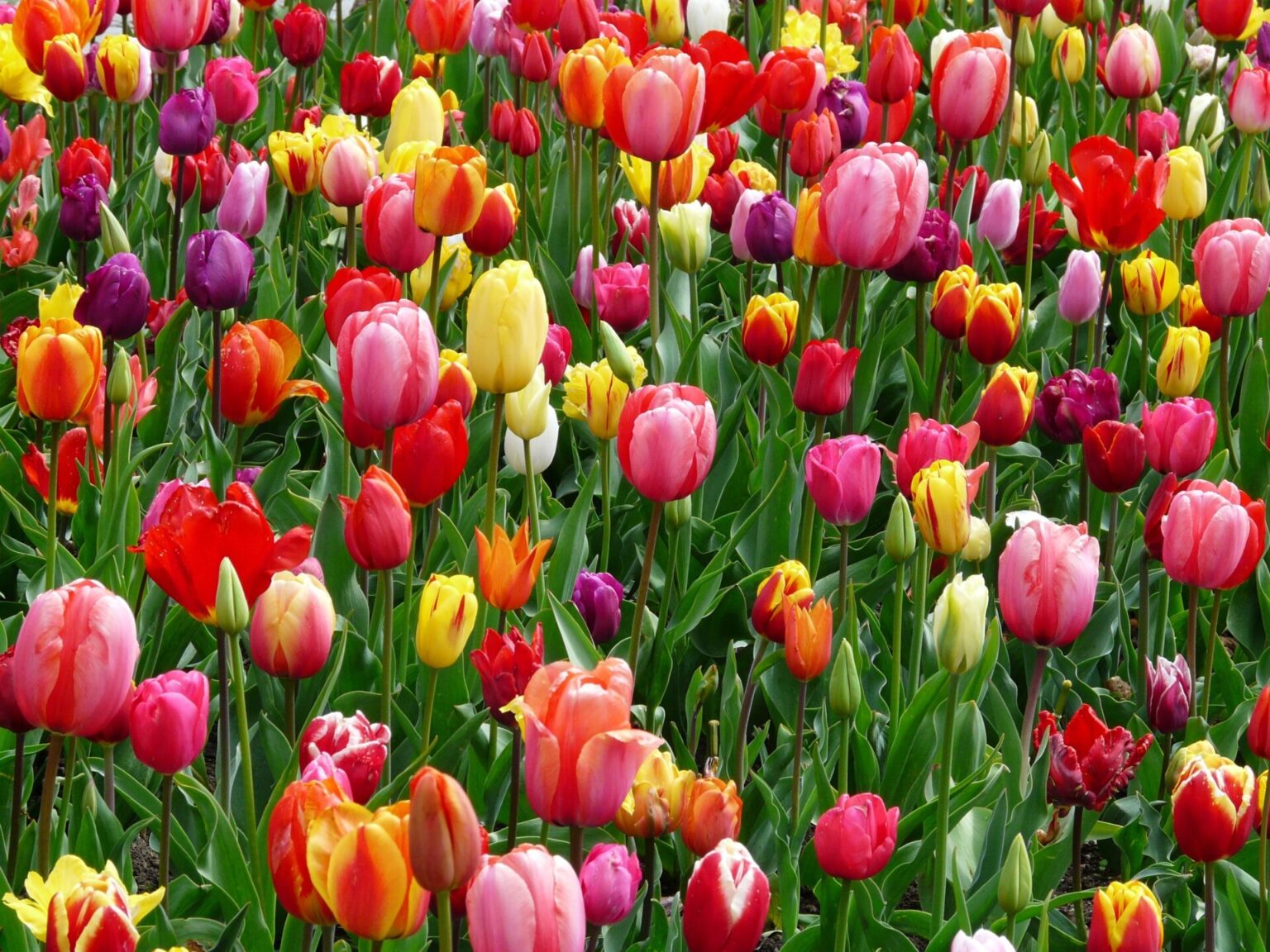 Tulleys Farm (Sussex) Tulip Fest - Stanford-le-Hope & District